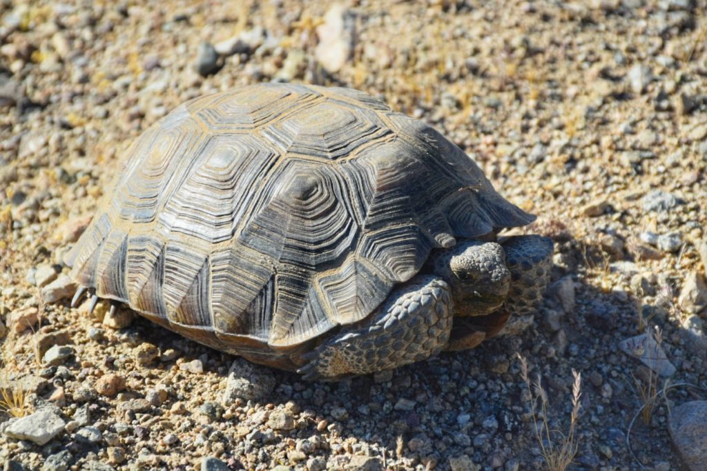 Mojave Desert – Saving Turtles and seeing all of the sites – Flip Flop ...